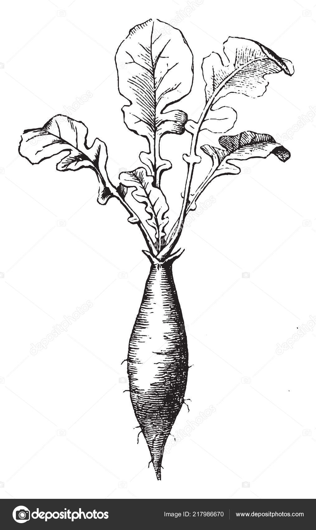 Radish Root Mostly Eaten Crunchy Salad Vegetable Radish Root Have Stock ...