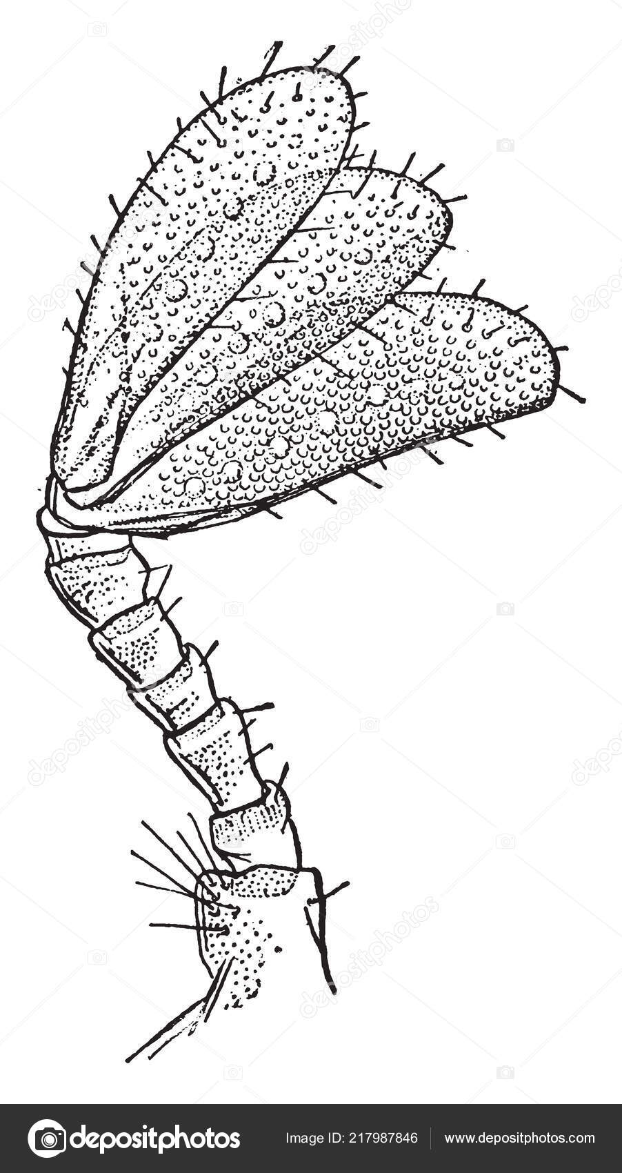 Sense Smell Closely Allied Sense Taste Vintage Line Drawing Engraving ...