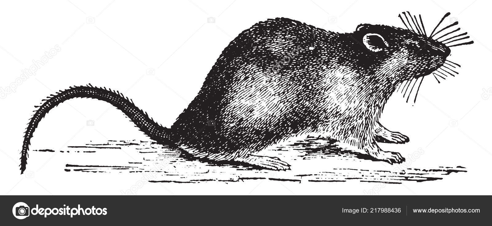 Rat Various Medium Sized Vintage Line Drawing Engraving Illustration ...