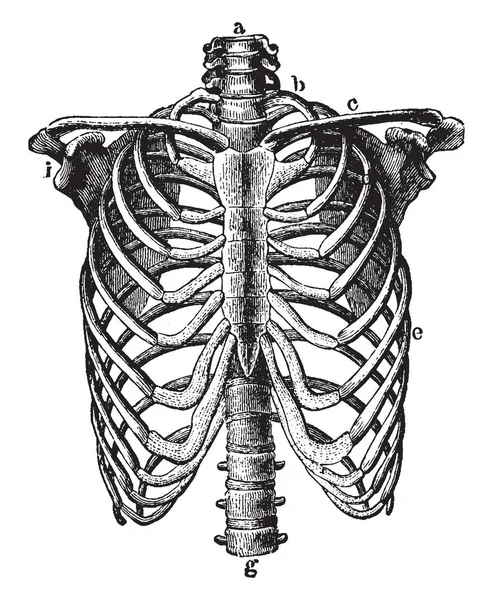 Illustration Represents Skeletal Trunk Vintage Line Drawing Engraving ...