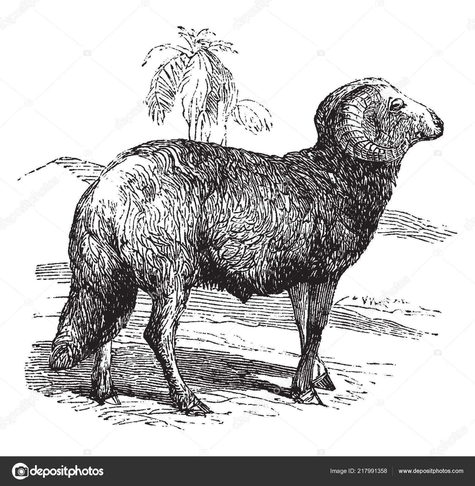 Juhok Amelyek Legalább Egy Kövér Szíriai Juh Farkú Során Bibliai Stock ...