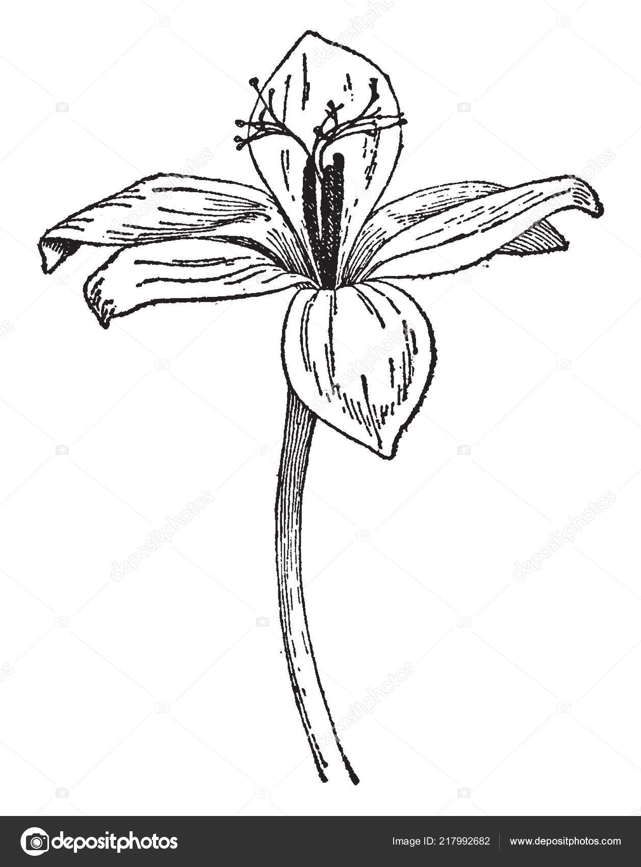 Picture Showing Single Bloom Flower Vintage Line Drawing Engraving ...