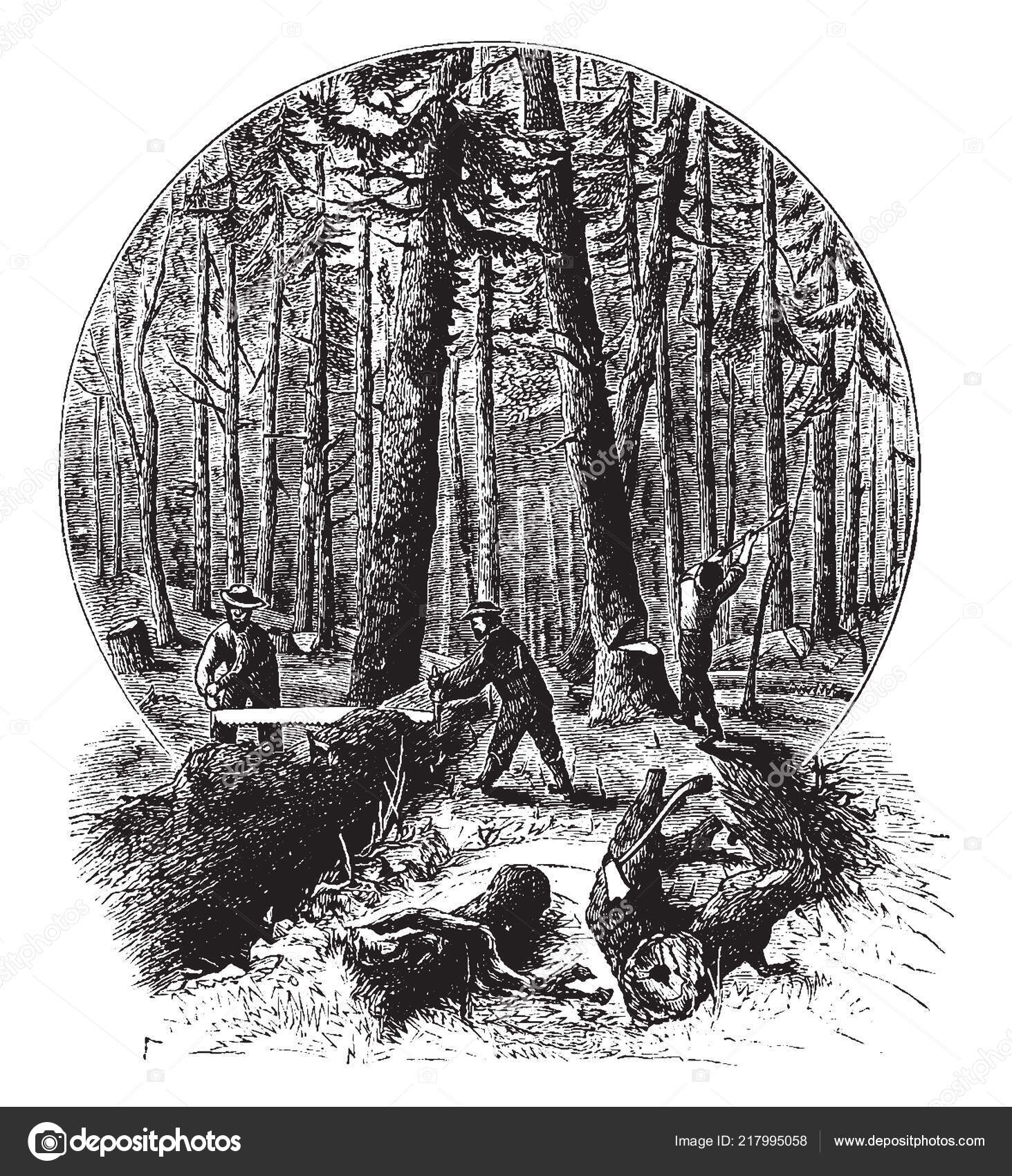 Illustration Represents Loggers Which Person Who Fells Trees Timber ...