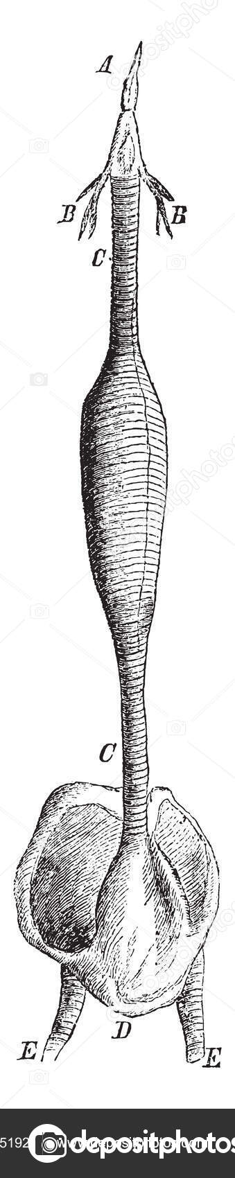 Diagram Represents Windpipe Male Red Breasted Merganser Vintage Line ...