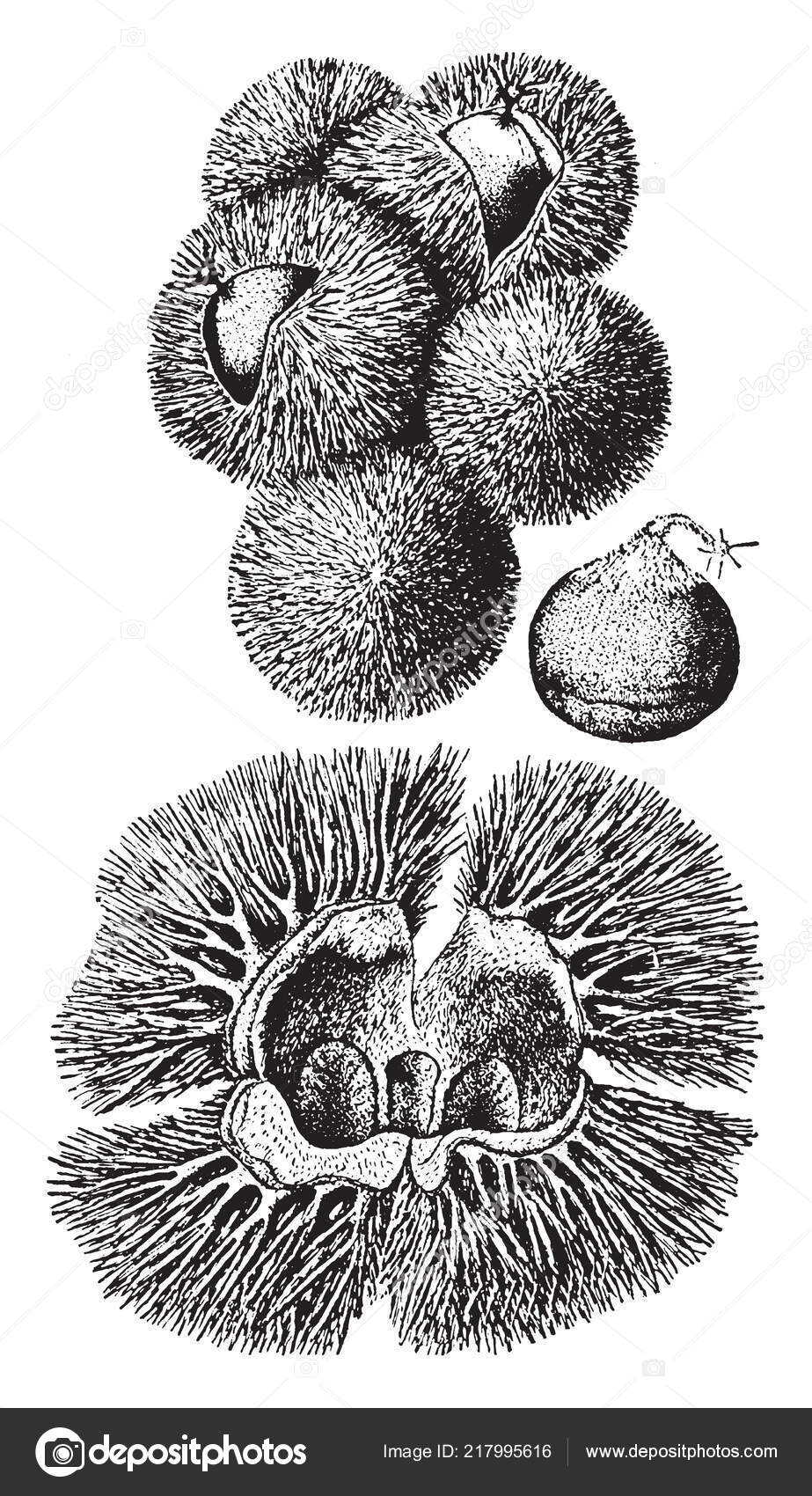 Image Shows Nut Bur Chinquapin Shrub Also Known Castanea Pumila Stock ...