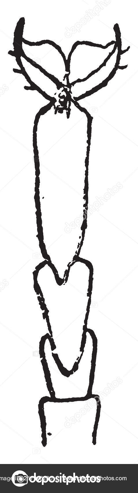 Treehopper Members Family Membracidae Vintage Line Drawing Engraving ...