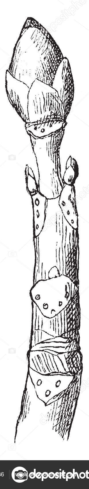 Twig Horse Chestnut Emerging Buds Vintage Line Drawing Engraving ...