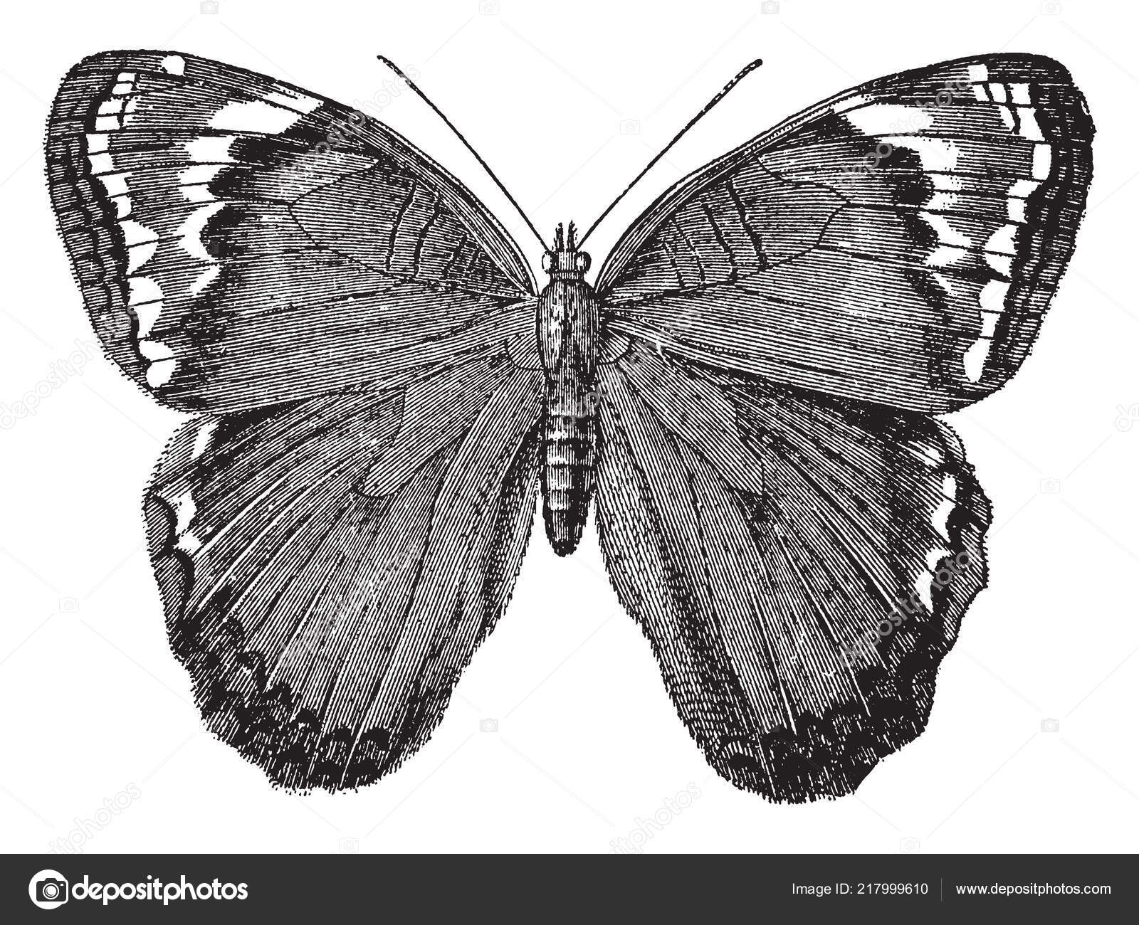 Gatekeeper Common Butterfly United Kingdom Vintage Line Drawing ...