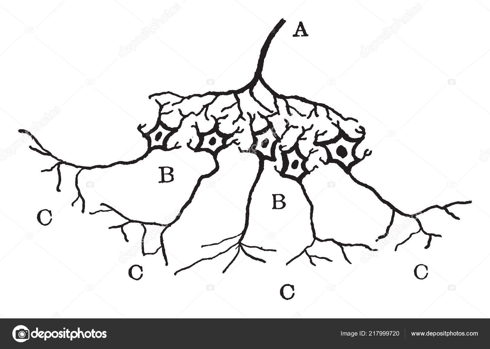 Diagram Showing Relation Cerebrospinal Sympathetic Neurons Vintage Line ...