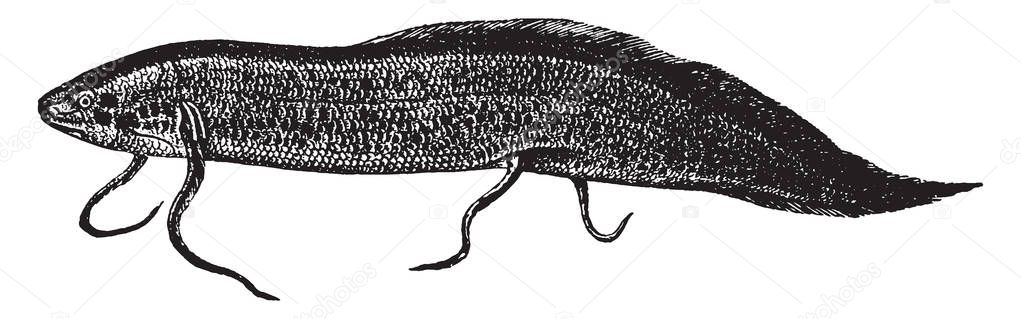 Lungfish Vector Art Stock Images | Depositphotos