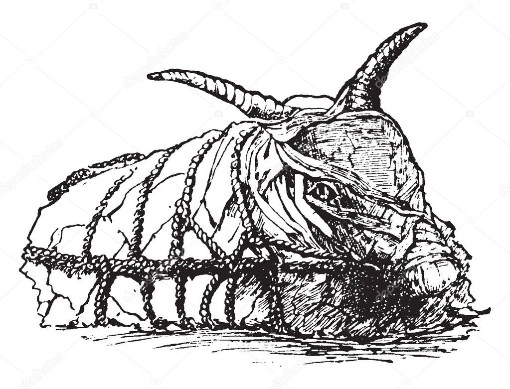 Este es un toro que se llama Apis. El toro sagrado de los antiguos ...