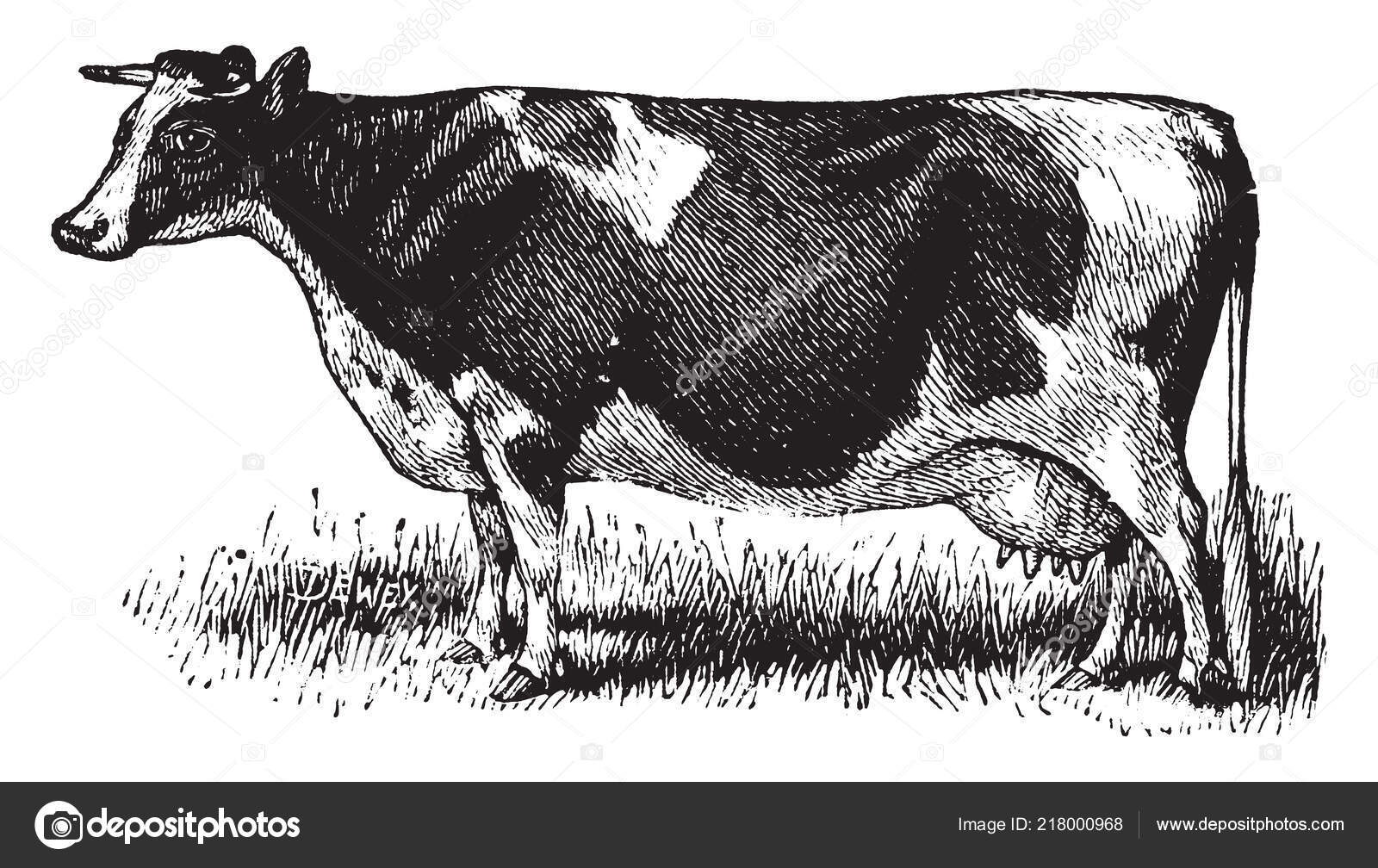 Holstein Cattle Breed Dairy Cattle Originating Dutch Vintage Line ...