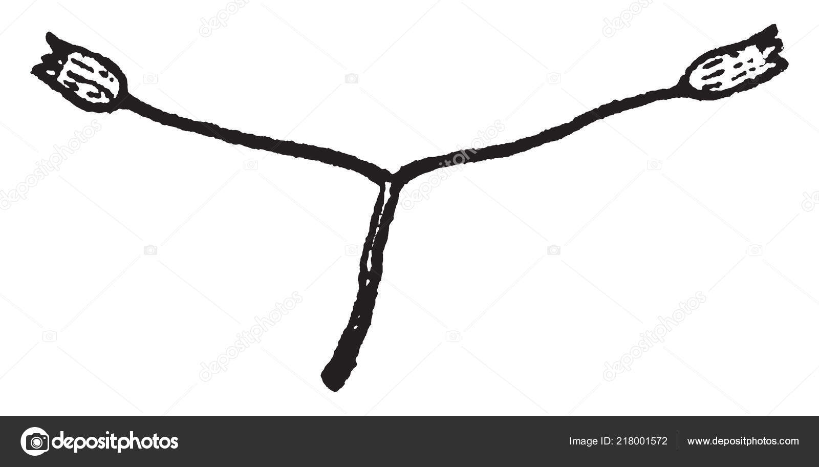 Picture Example Divaricate Divaricate Means Branching Degree Separation ...