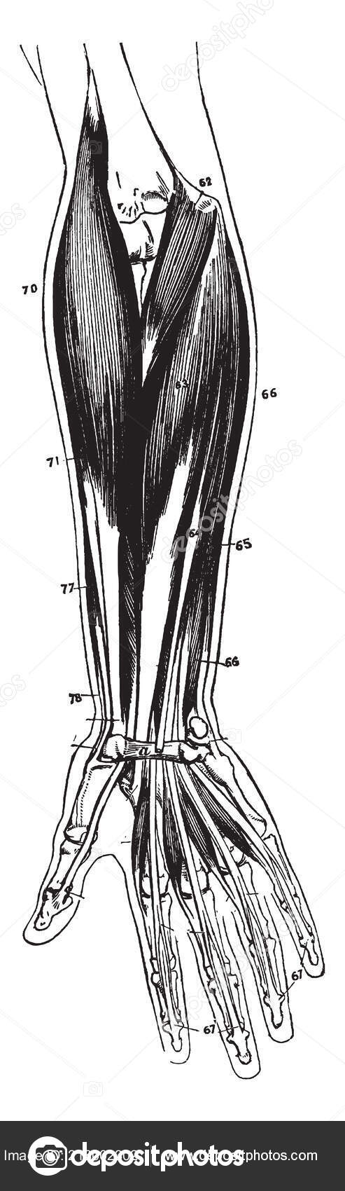 Illustration Represents Muscles Forearm Vintage Line Drawing Engraving ...