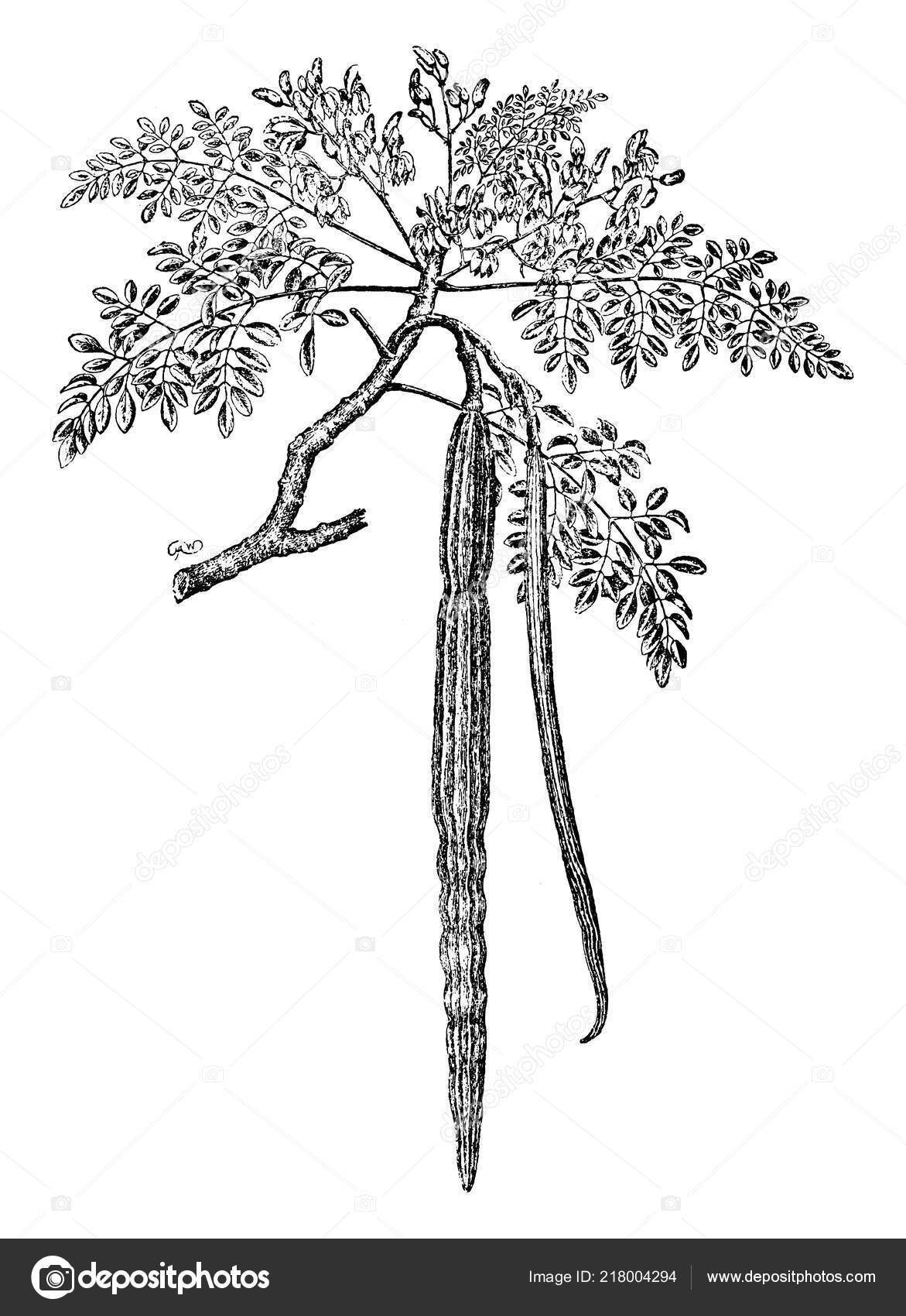 Malunggay Tree Drawing