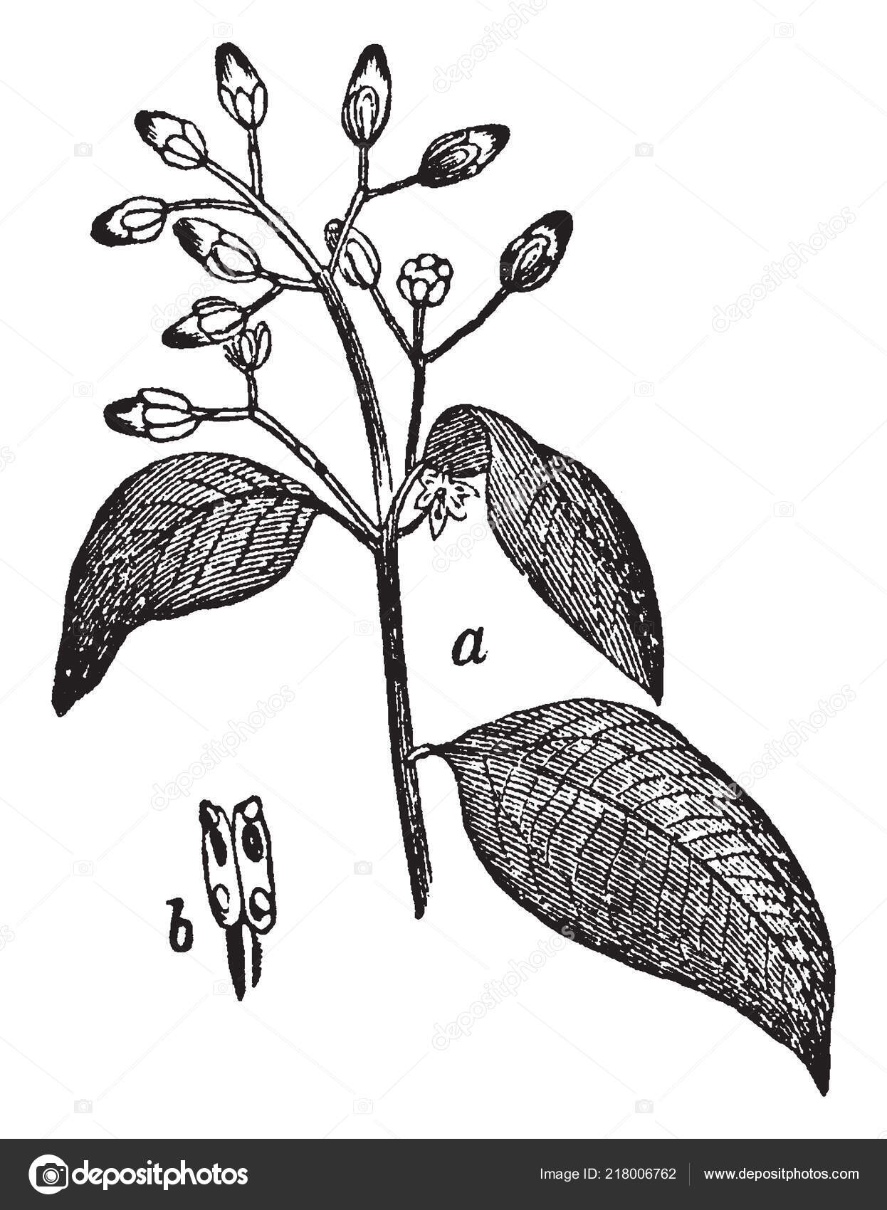 Cinnamon Plant Drawing