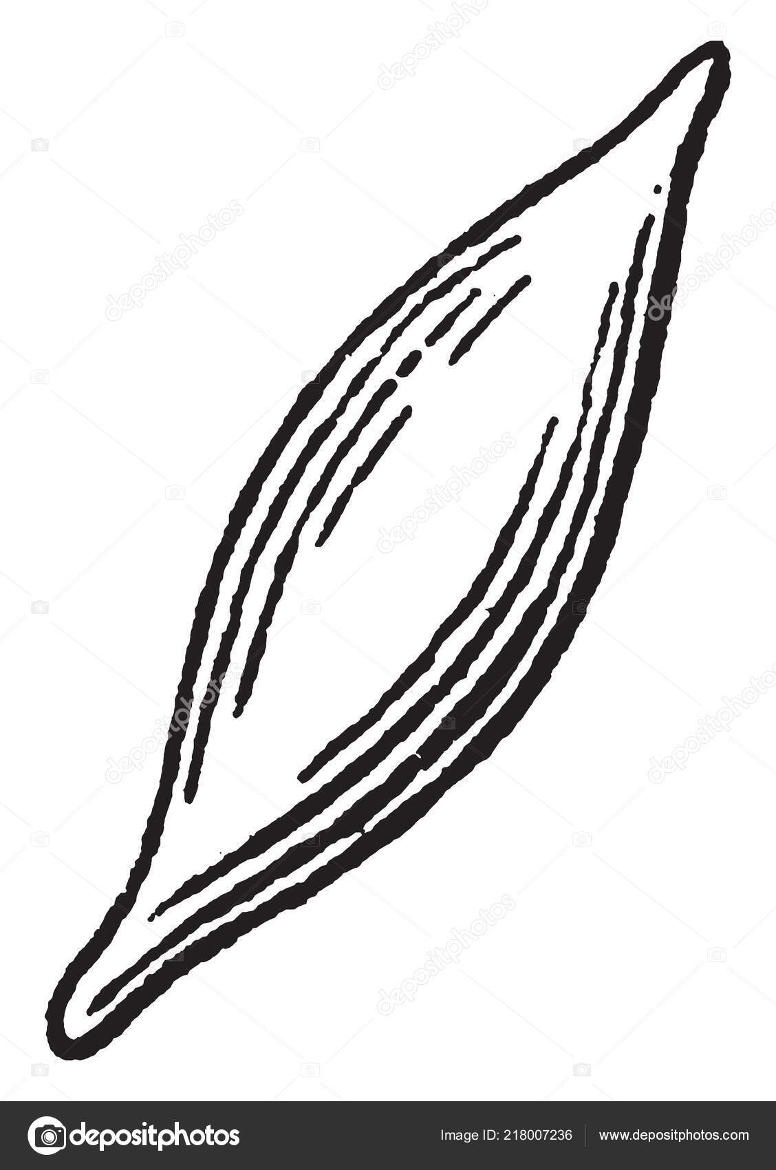 Frame Fusiform Fusiform Having Spindle Shape Wide Middle Tapers Both ...