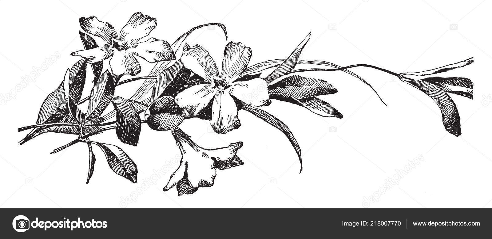 Vinca Minor Common Name Periwinkle Family Apocynaceae Native Europe ...