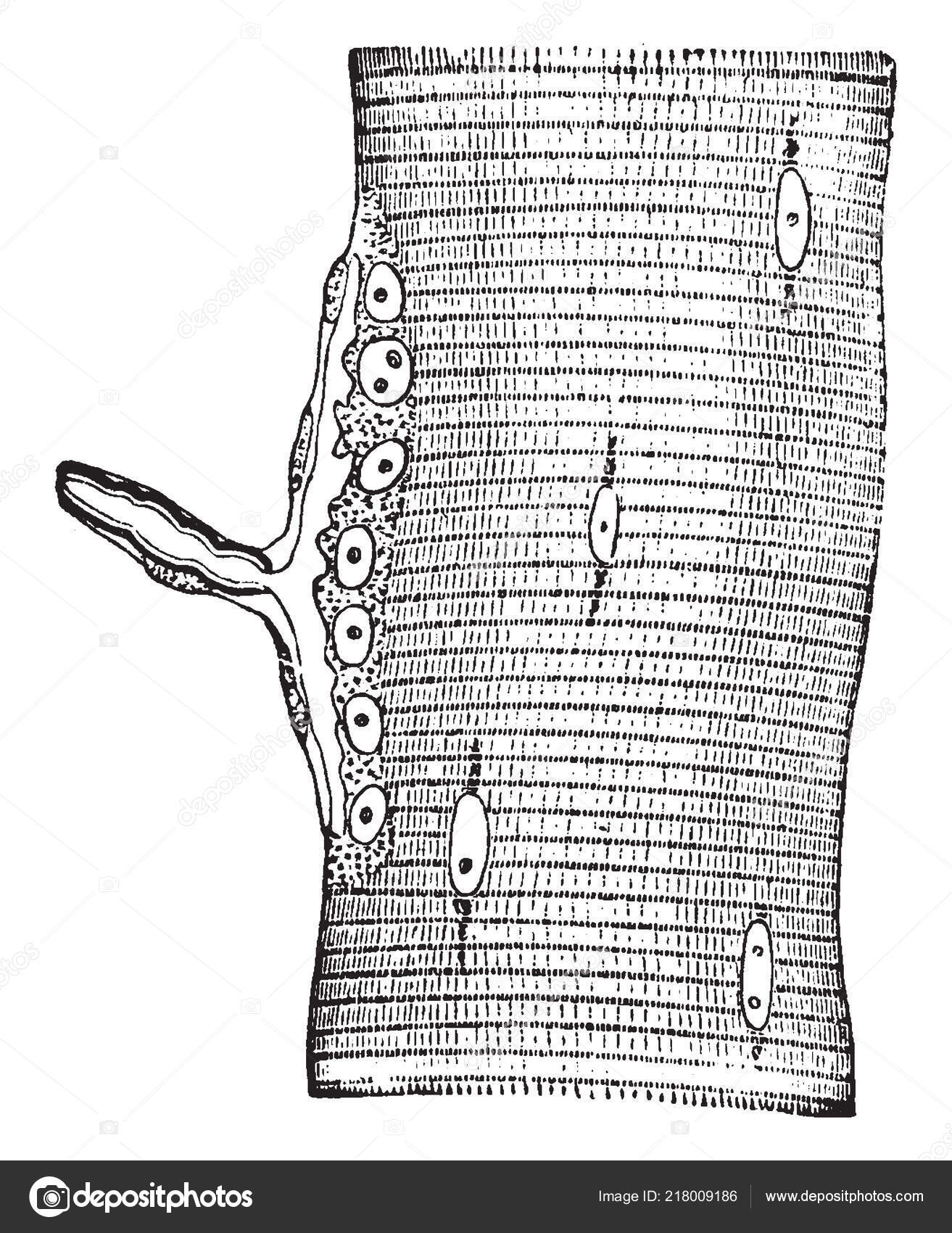 Nerve Ending Muscular Fiber Lizard End Plate Motorial Ending Axone ...