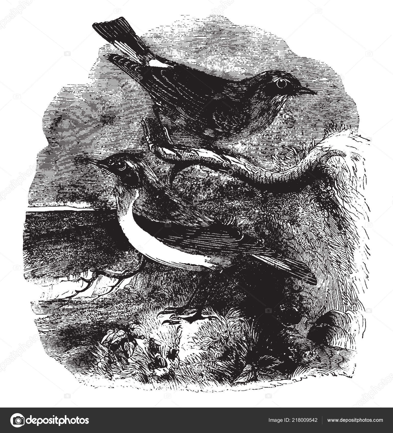 Wheatear Migratory Species Bird Vintage Line Drawing Engraving ...