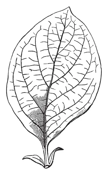 Fotos de Laevulose, Imagens de Laevulose sem royalties | Depositphotos