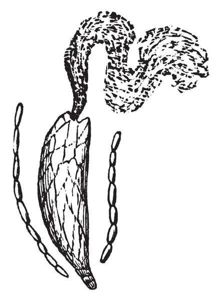 100,000 Daphnia Vector Images | Depositphotos