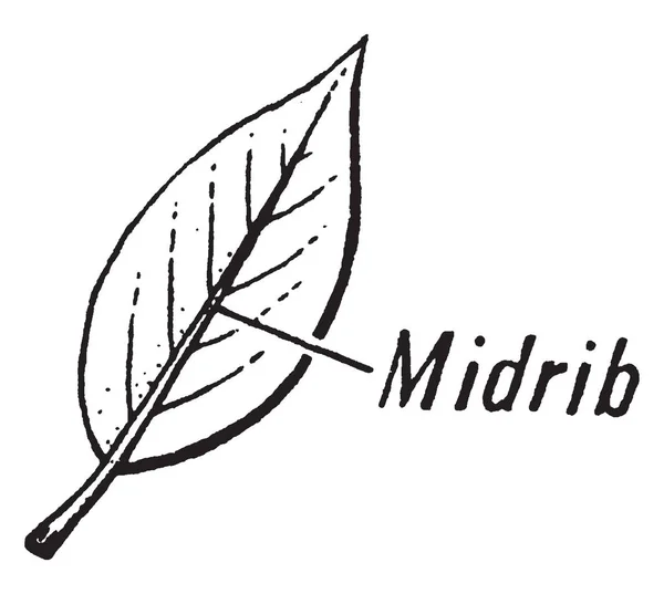 51 Midrib Vector Images, Midrib Illustrations | Depositphotos