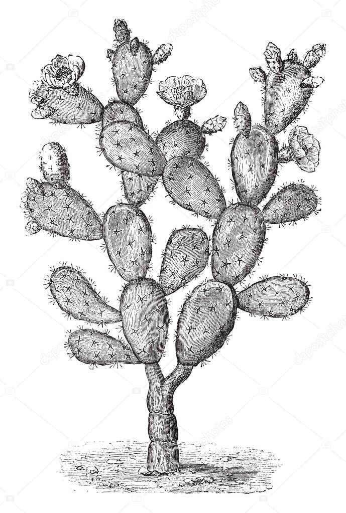 Una imagen que muestra la rama de Atún Optunia que es una variedad de pera espinosa. Las flores ...