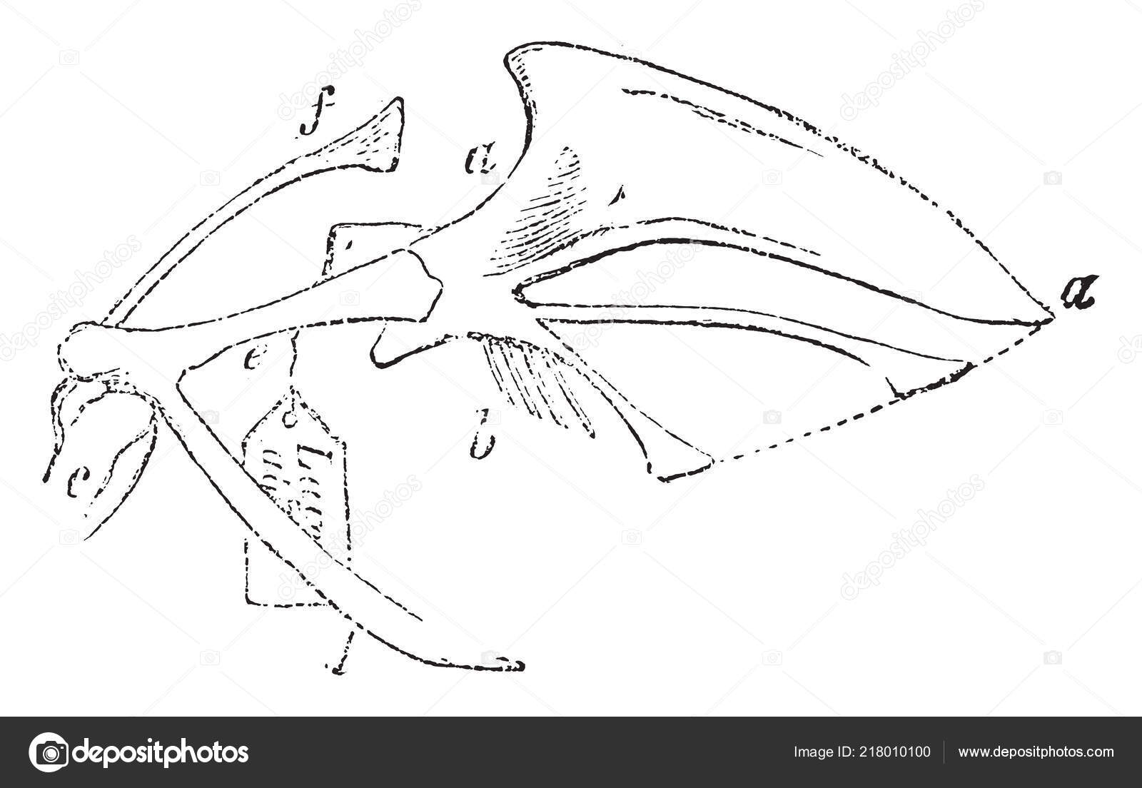 Willow Grouse Sternum Bones Upside Vintage Line Drawing Engraving ...