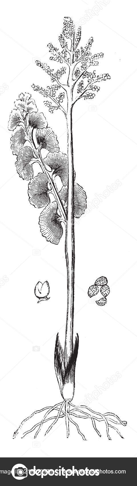 Picture Showing Habit Capsule Spores Botrychium Lunaria Common Moonwort ...