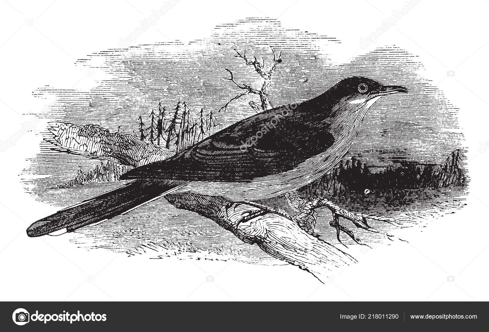 Black Billed Cuckoo Twelve Half Inches Length Vintage Line Drawing ...