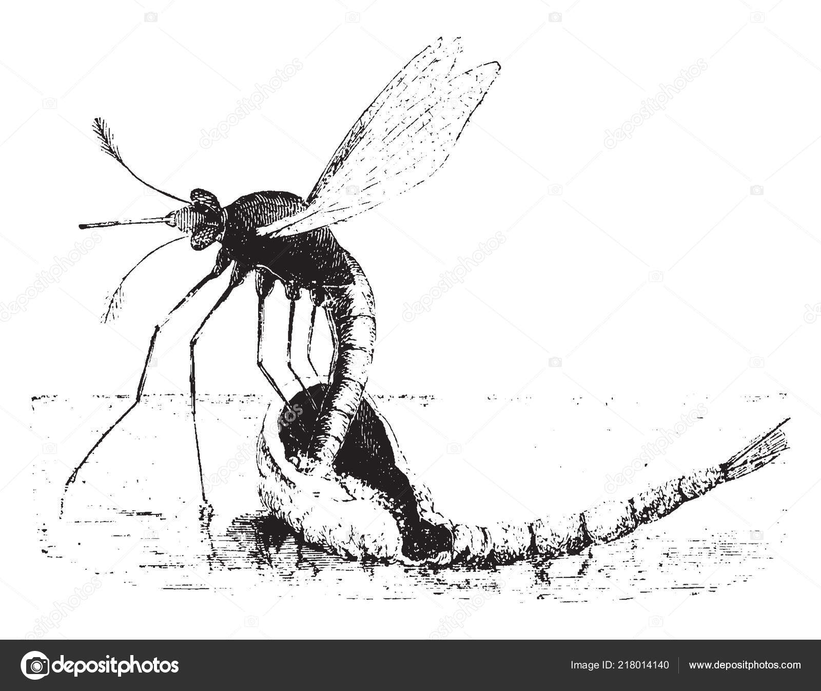 Mosquito Small Midge Flies Constitute Family Culicidae Vintage Line ...