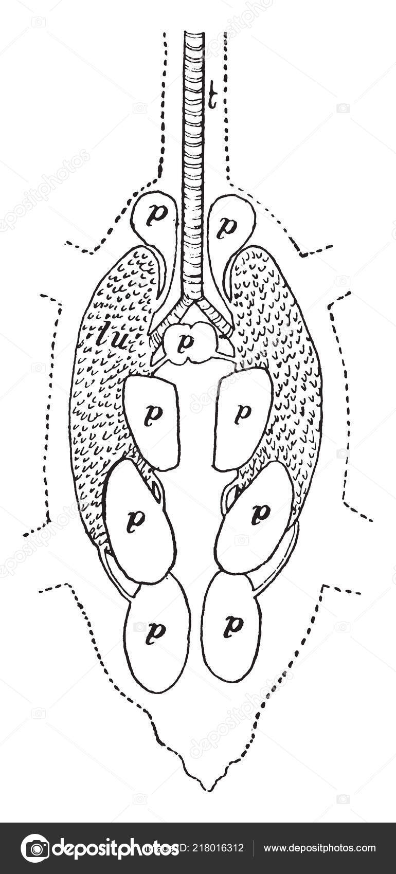 Pigeon Lungs Subset Hypersensitivity Pneumonitis Vintage Line Drawing ...