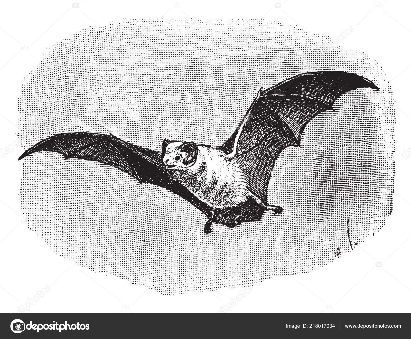 Northern Ghost Bat