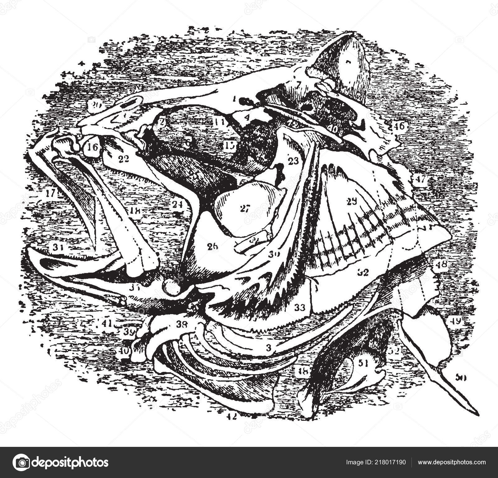 Image Represents Perch Skull Vintage Line Drawing Engraving ...