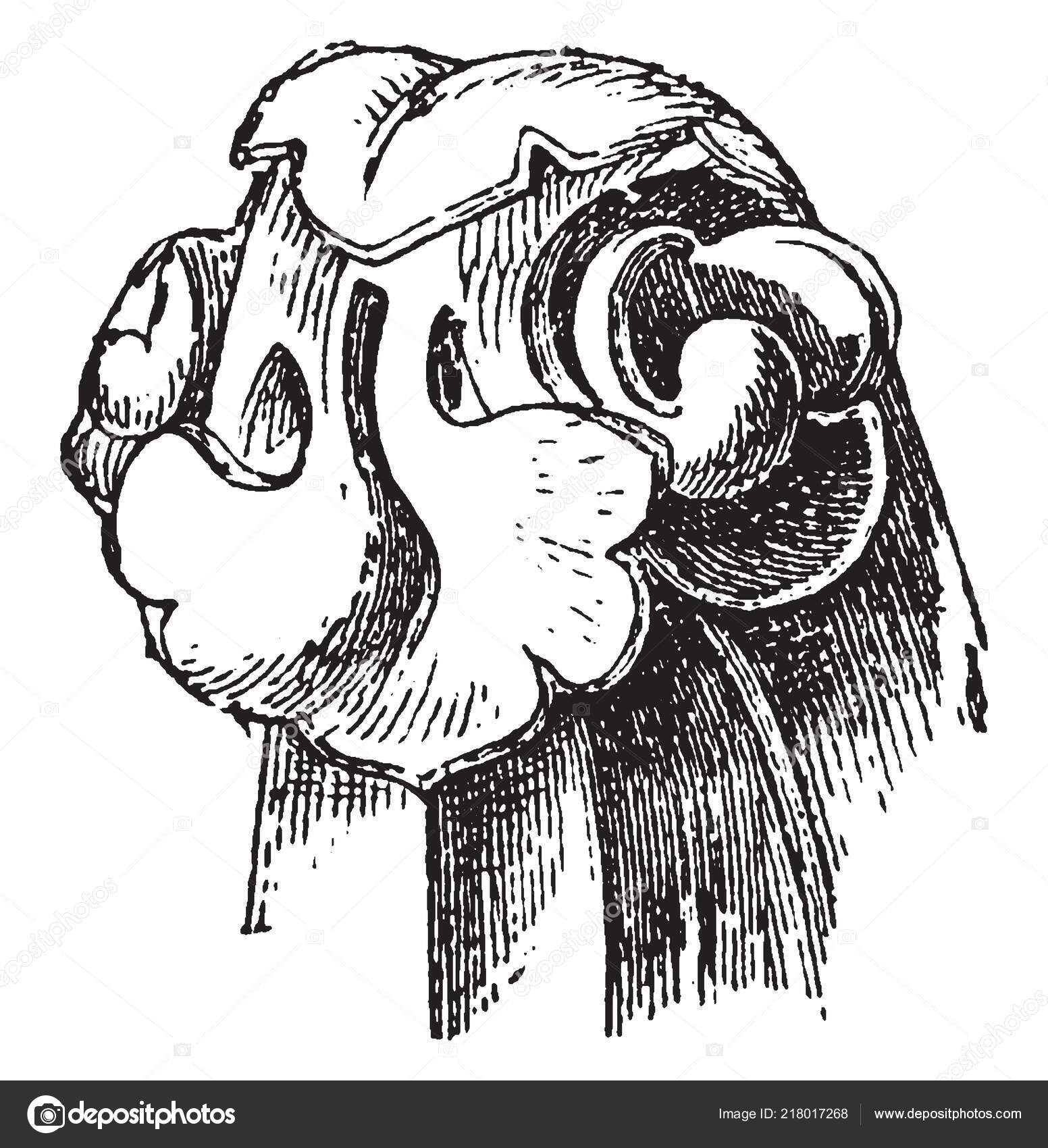 Crocket Early French Gothic Leaf Hook Shaped Decorative Element Gothic ...