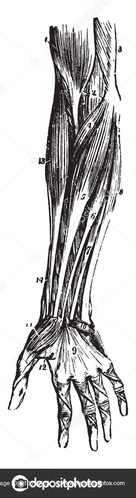 Illustration Represents Front Forearm Muscles Vintage Line Drawing ...