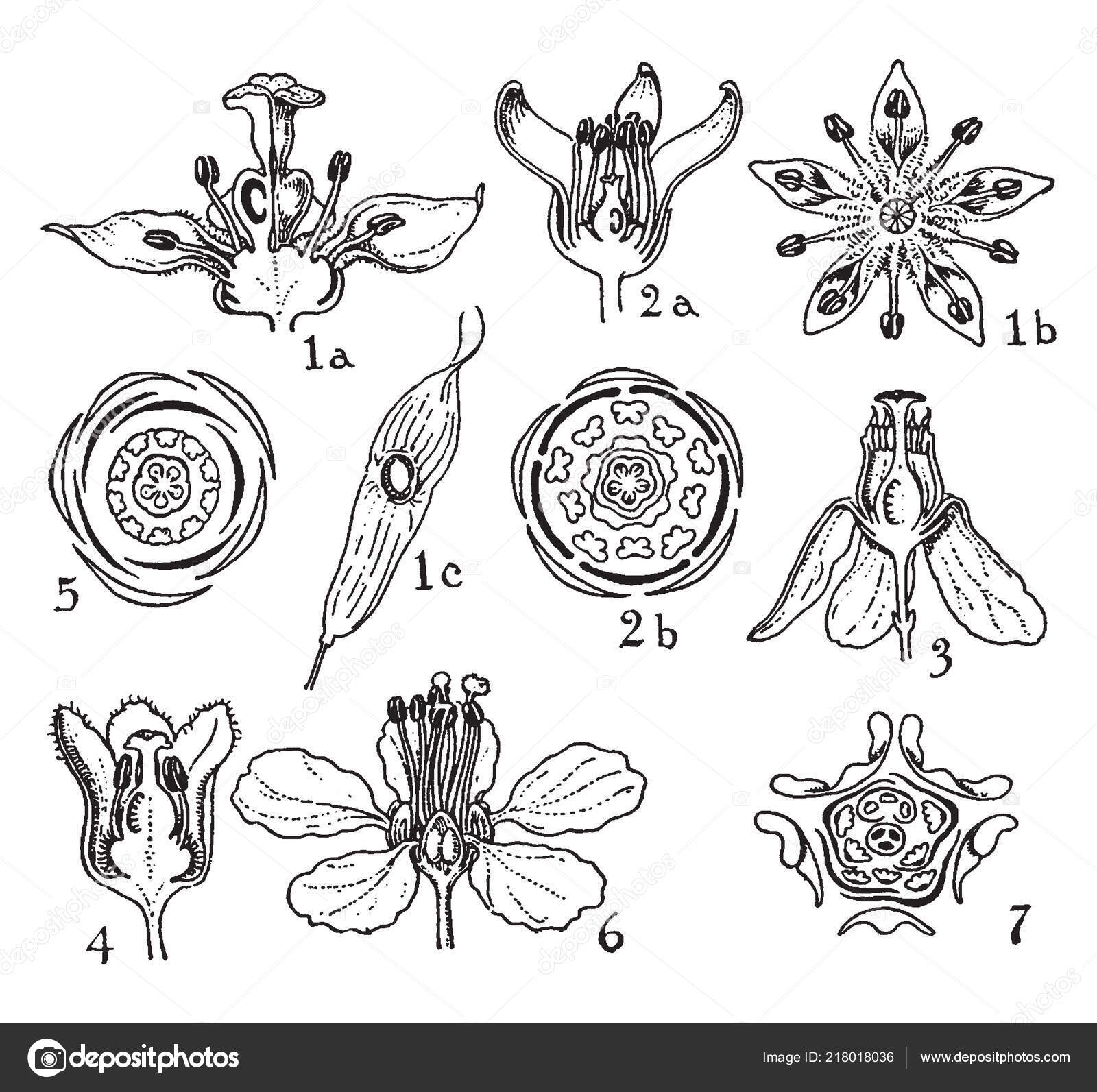 Picture Shows Different Stages Flower Order Manner First Ailanthus ...