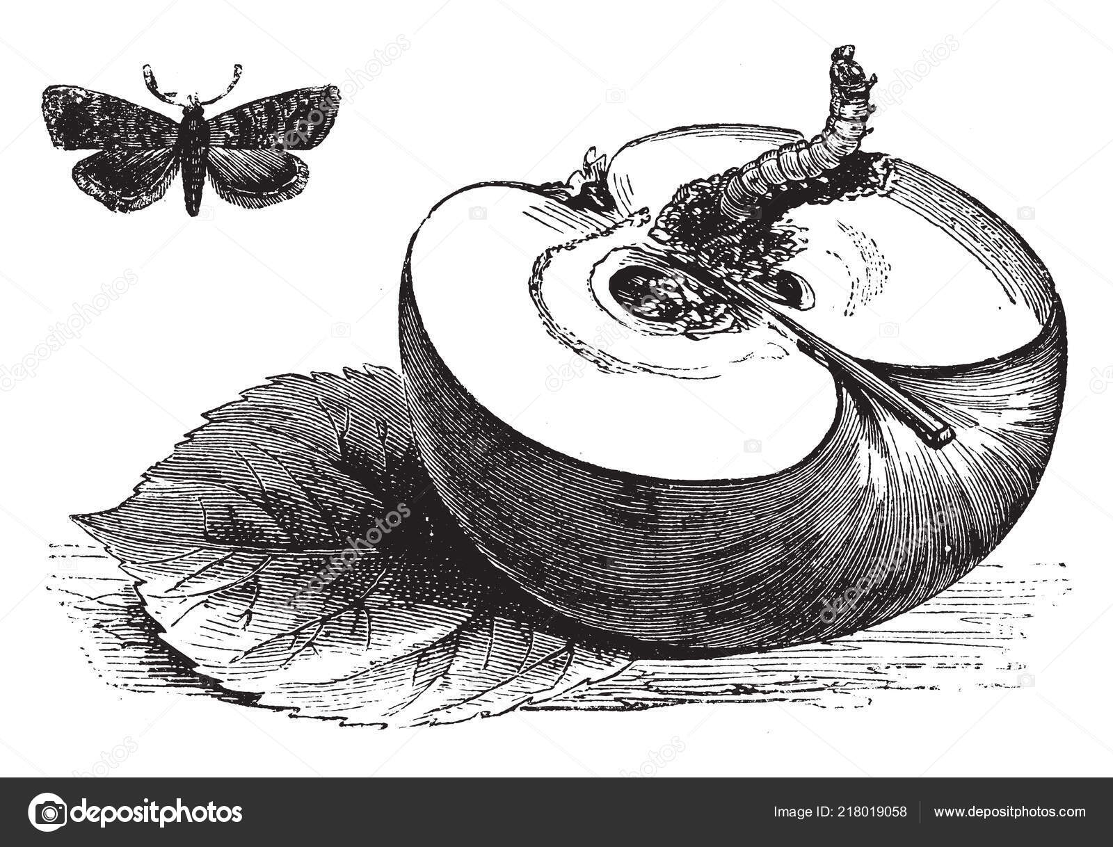 Demi Pomme Dans Cadre Sort Ver Papillon Nuit Qui Ressemble Vecteur par ...