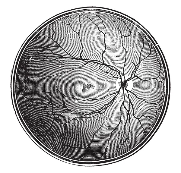 Retina imágenes de stock de arte vectorial | Depositphotos