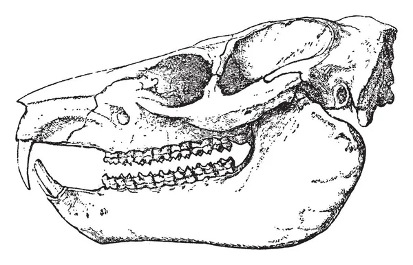 Hyrax Stock Vectors, Royalty Free Hyrax Illustrations | Depositphotos®