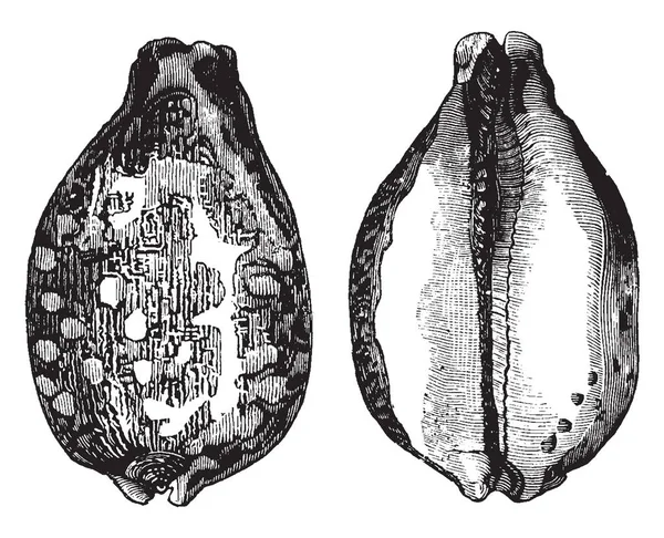 65 Cowry Vector Images, Cowry Illustrations | Depositphotos