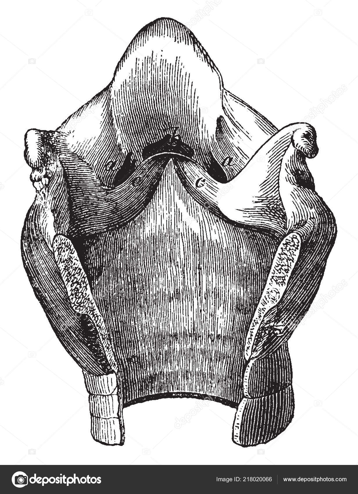 Larynx Cavity Horse Lateral Ventricles Larynx Vintage Line Drawing ...
