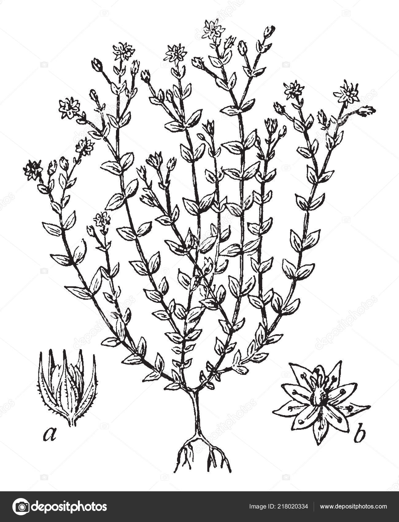 Thyme Leaved Sandwort Flowering Plant Image Showing Capsule Surrounded ...