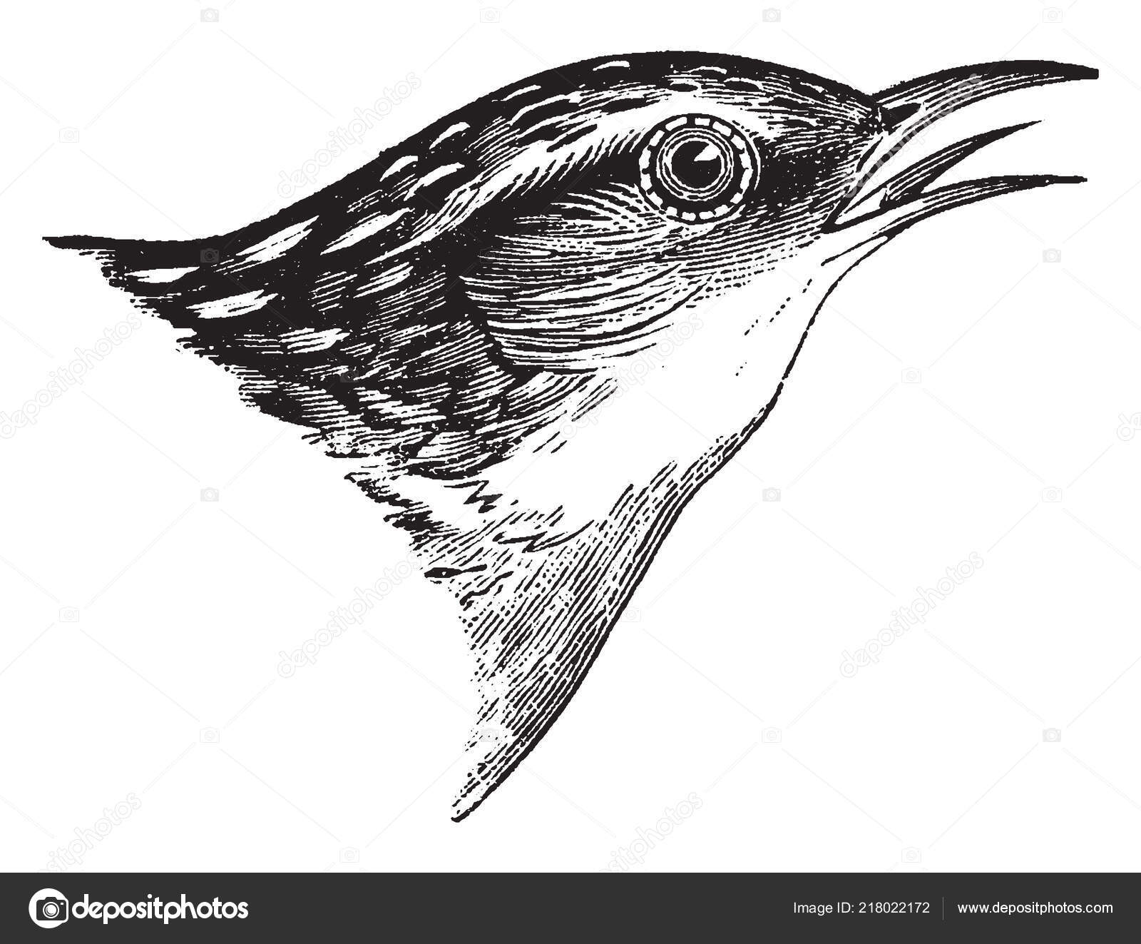 Short Billed Marsh Wren Which Upper Parts Brown Vintage Line Stock ...