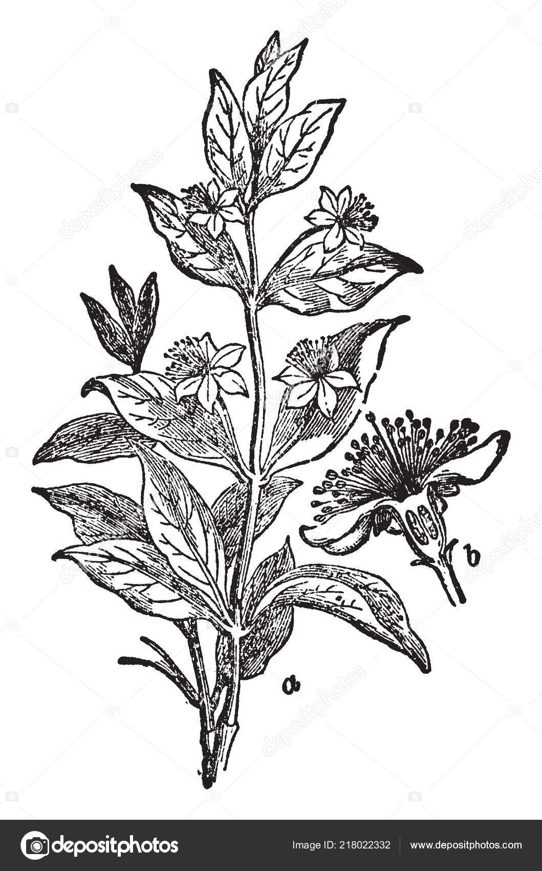 Picture Myrtle Plant Myrtus Common Name Myrtle Genus Flowering Plants ...