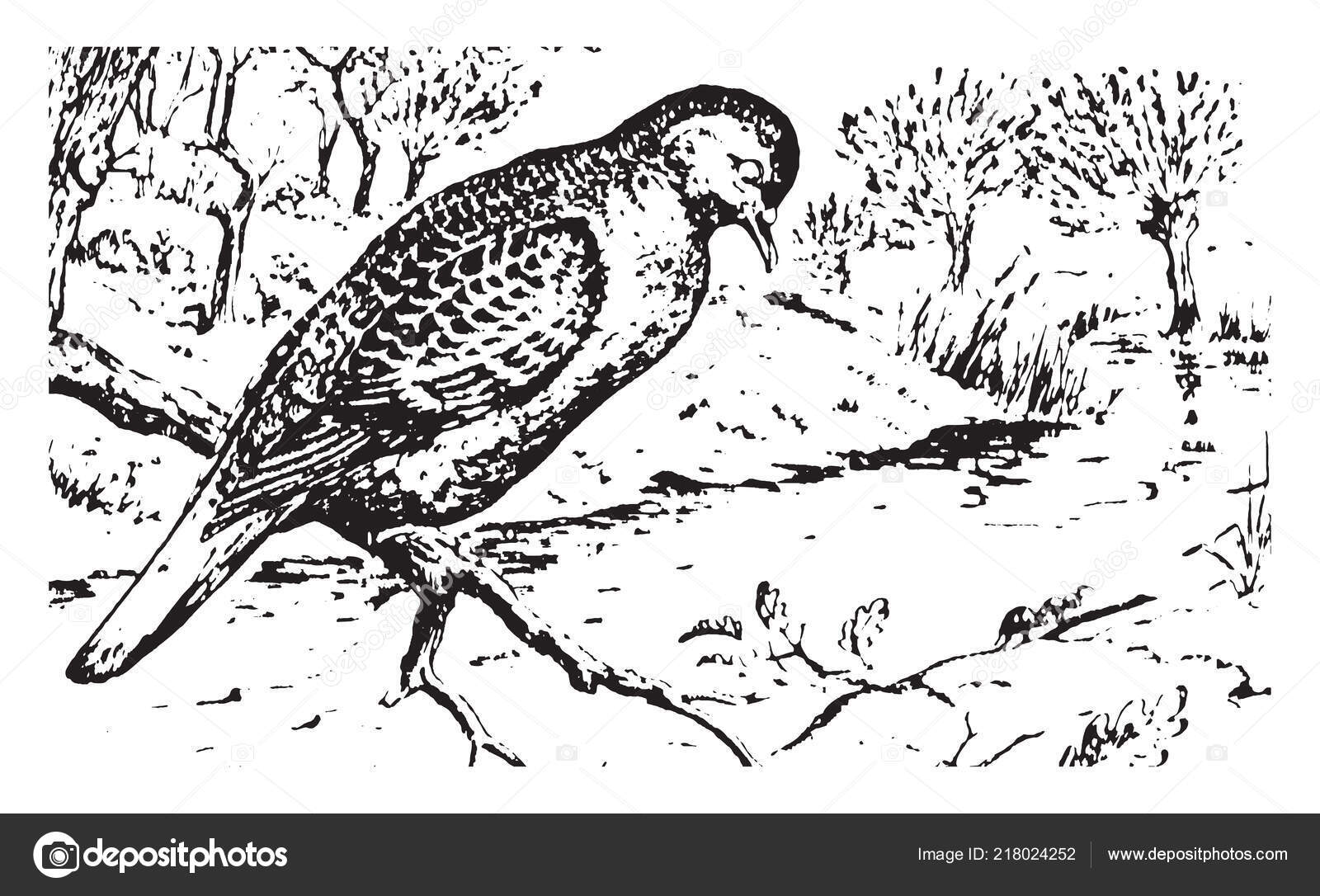 Aesop Dove Ant Scene Shows Dove Bird Looking Ant Trees Stock Vector by ...