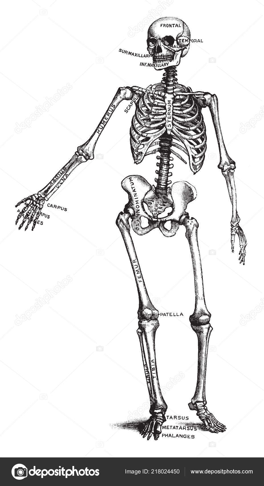 All 206 Bones Of The Body