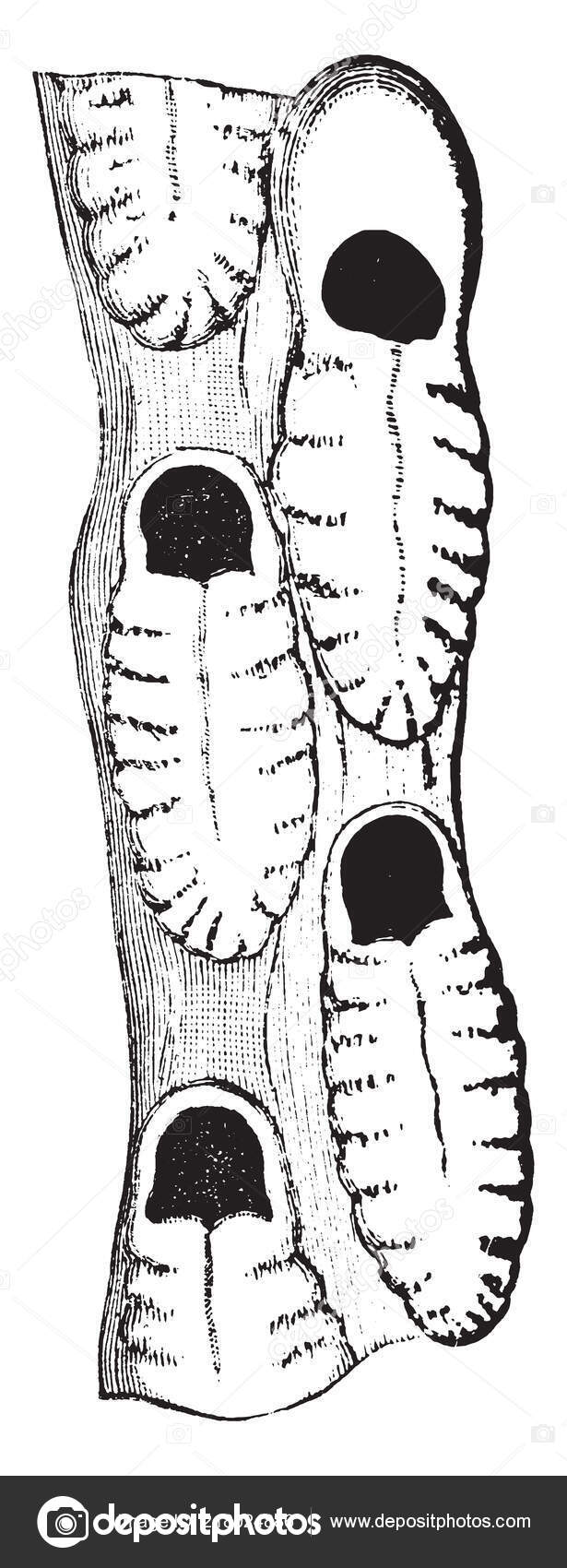 Prähistorisches Bryozoan Das Eine Eschara Philomela Vintage ...