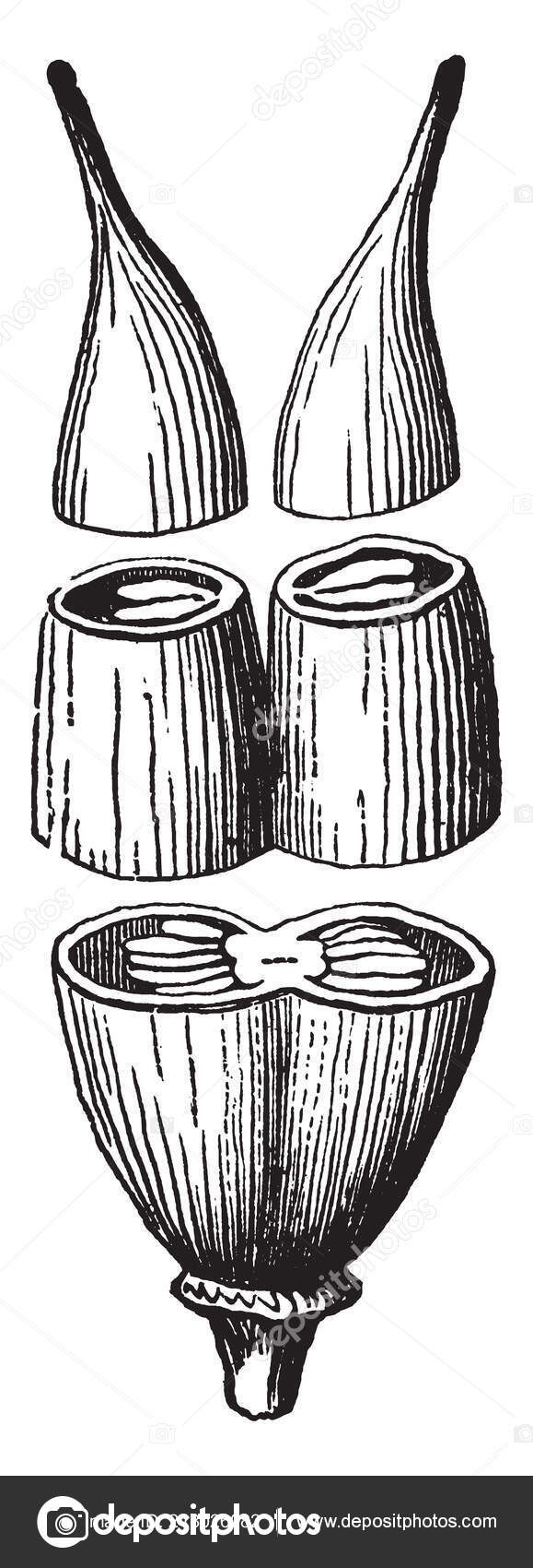 Picture Compound Pistil Composed Two Cells Pistils Vintage Line Drawing ...